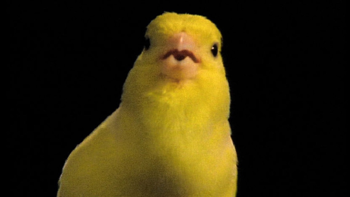 Signals and Songs - Life of Birds (Season 1, Episode 6) - Apple TV