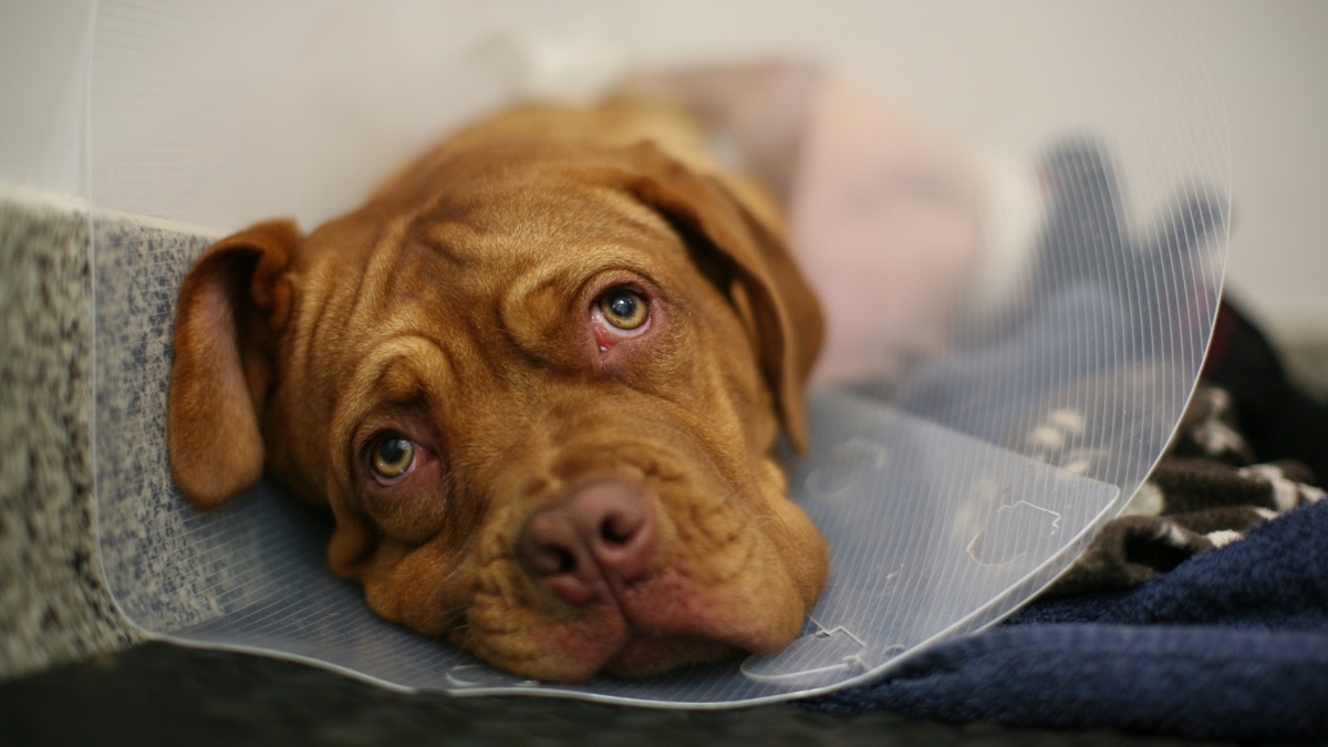 ‎Betsy Ward and Angel Darling - The Supervet (Series 16, Episode 2) - Apple TV (UK)