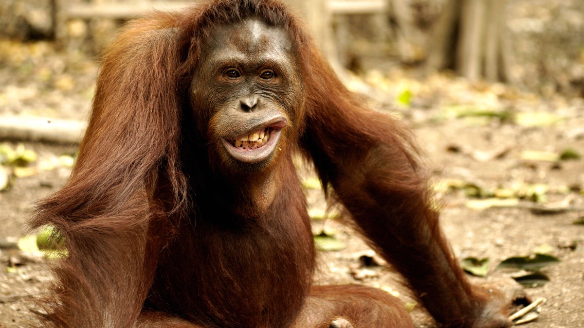 Angry Orangutan