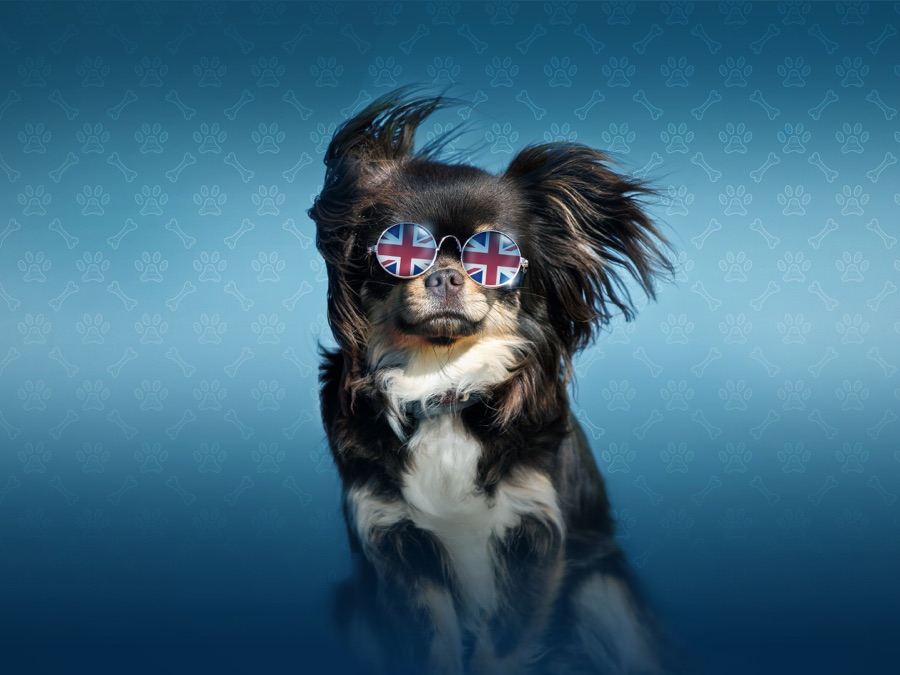 The Dog House: UK - Apple TV