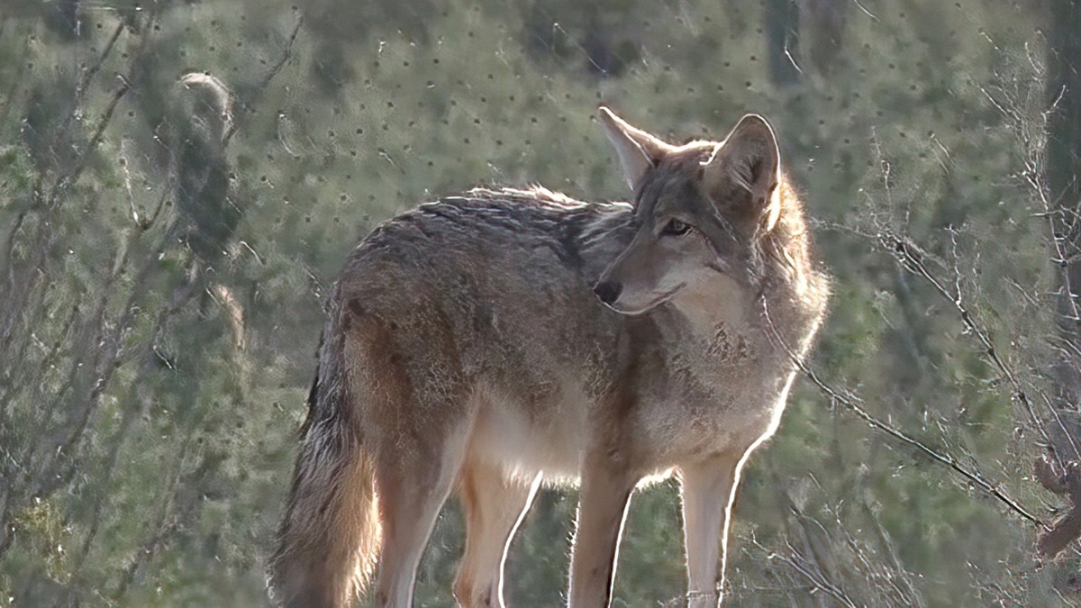 American Bolshevik - Apple TV
