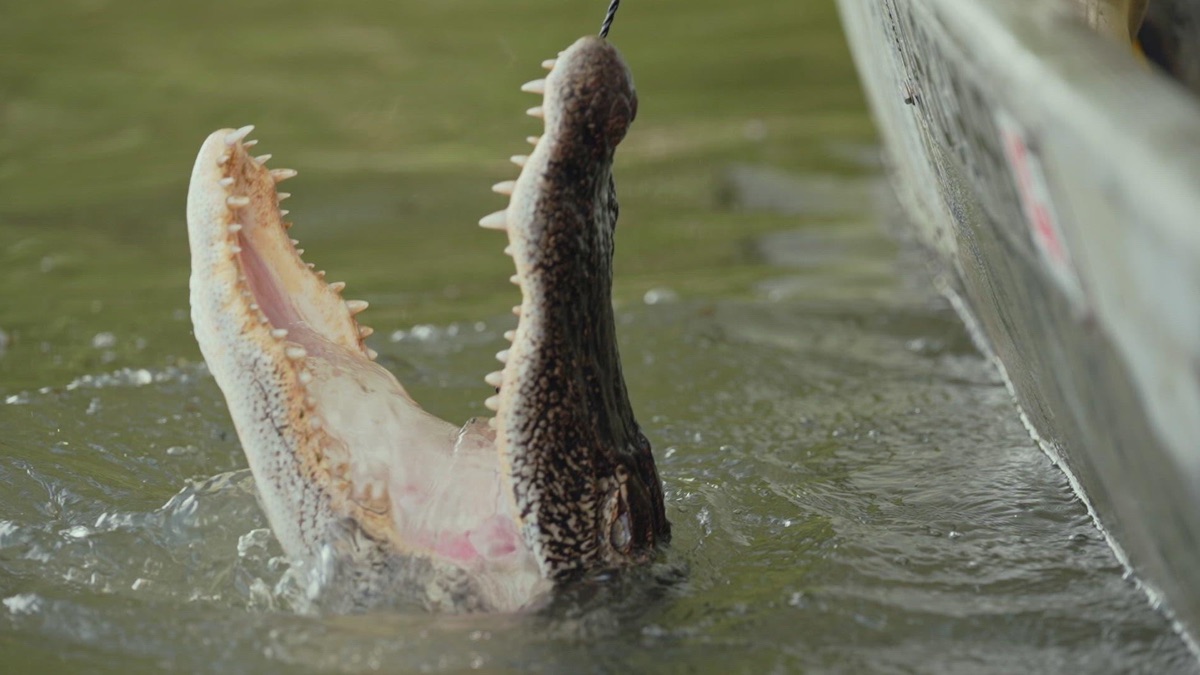 Snapping Back - Swamp People (Season 16, Episode 2) - Apple TV
