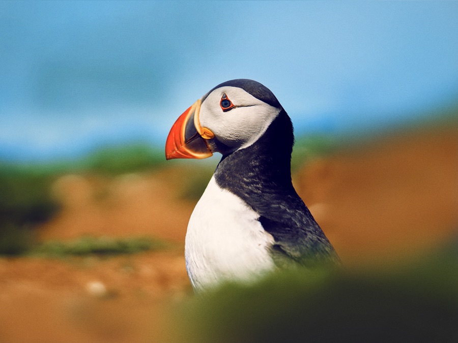 Wild Isles - Apple TV (UK)