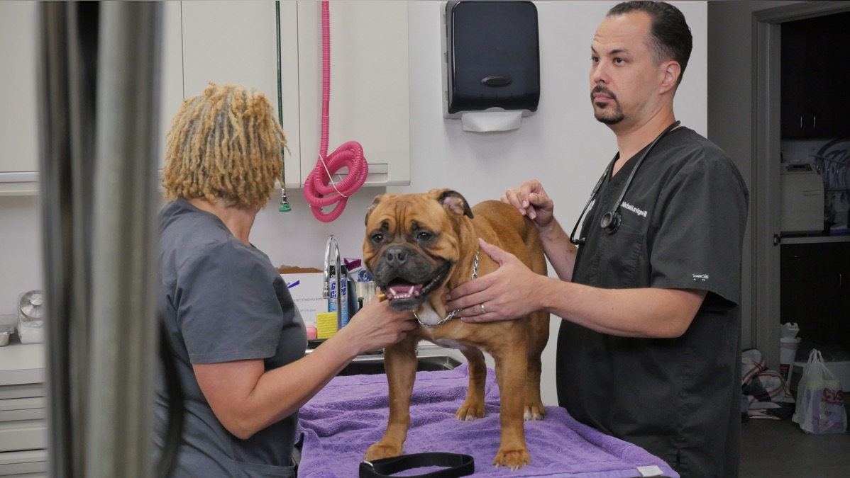 Lights, Camera, Action! - The Vet Life (Series 1, Episode 8) - Apple TV ...