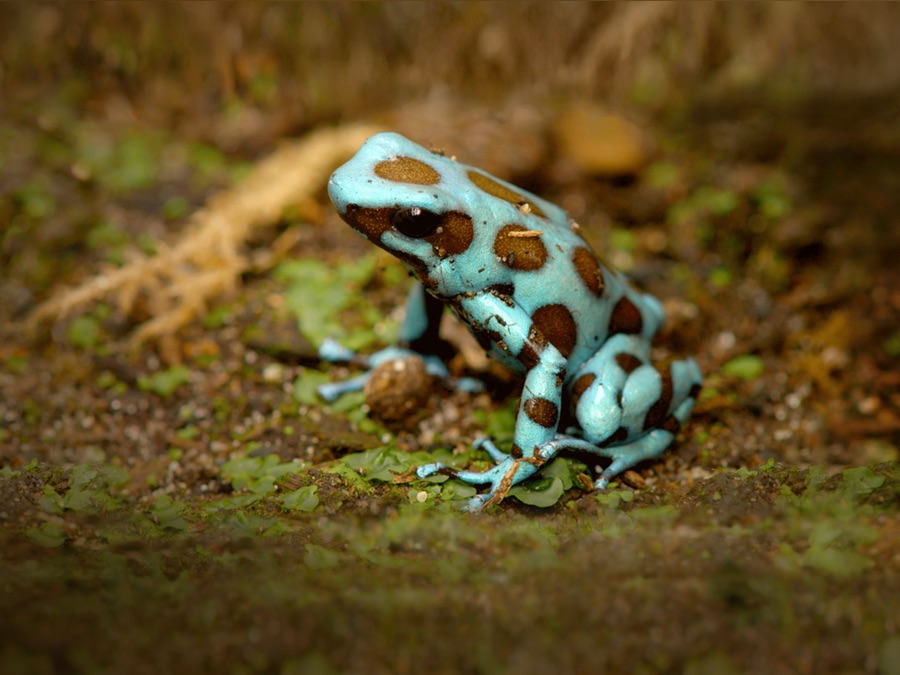 Strange Creatures - Apple TV (UK)