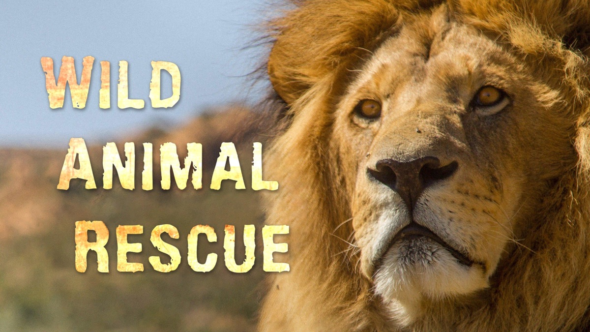 ‎Wild Animal Rescue - Apple TV