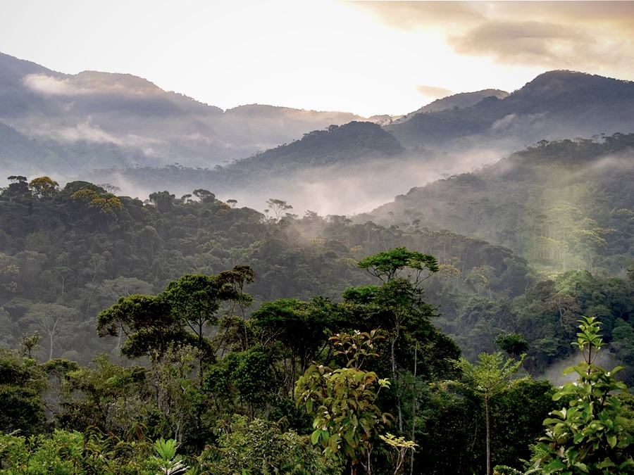 TMZ Investigates: The Miracle Children of the Amazon - Apple TV
