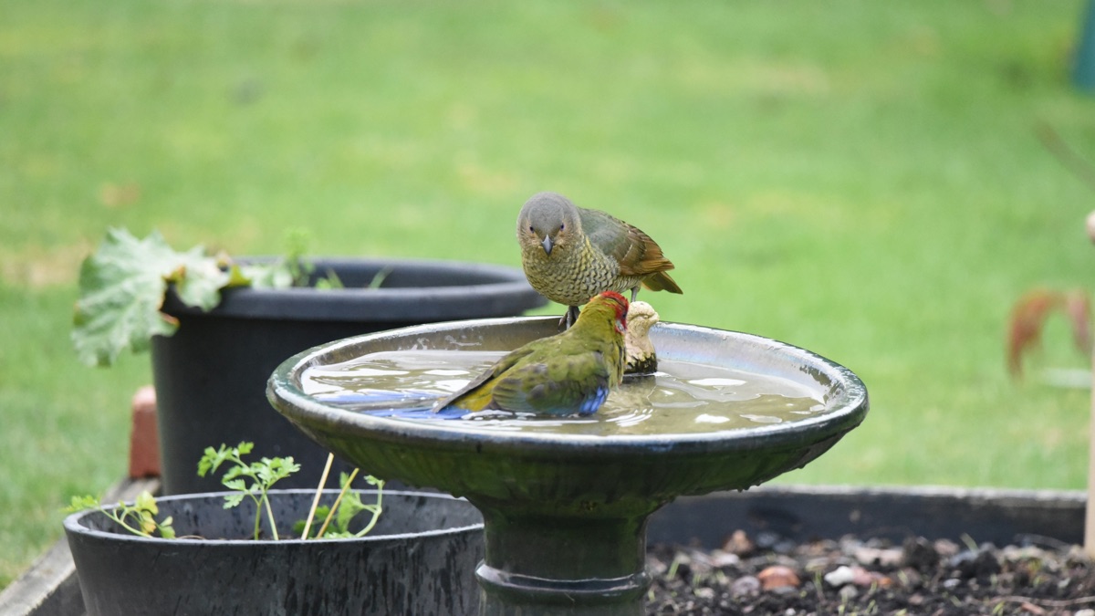Planet Weird - Apple TV (UK)