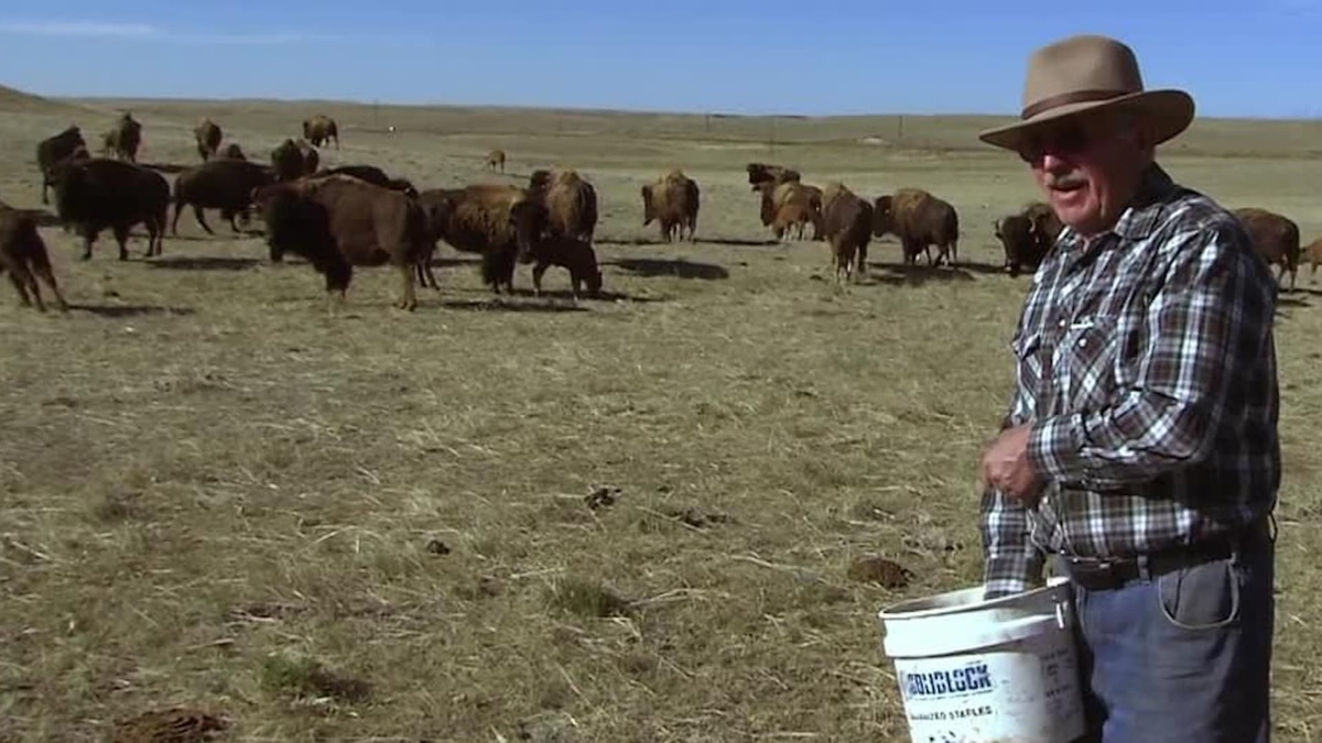 Rounding Up Buffalo - Apple TV
