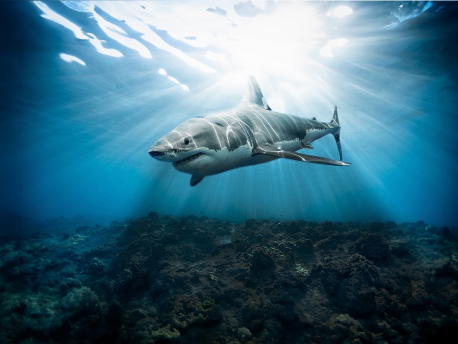 Jaws Of The Deep - Apple TV (CA)