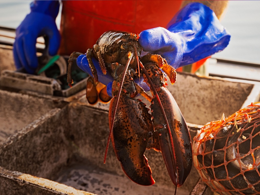 Giant Lobster Hunters - Apple TV (IT)
