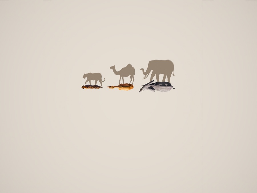 Planet Earth: Mammals - Apple TV (NO)