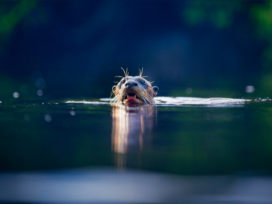 Earth's Great Rivers - Apple TV (UK)