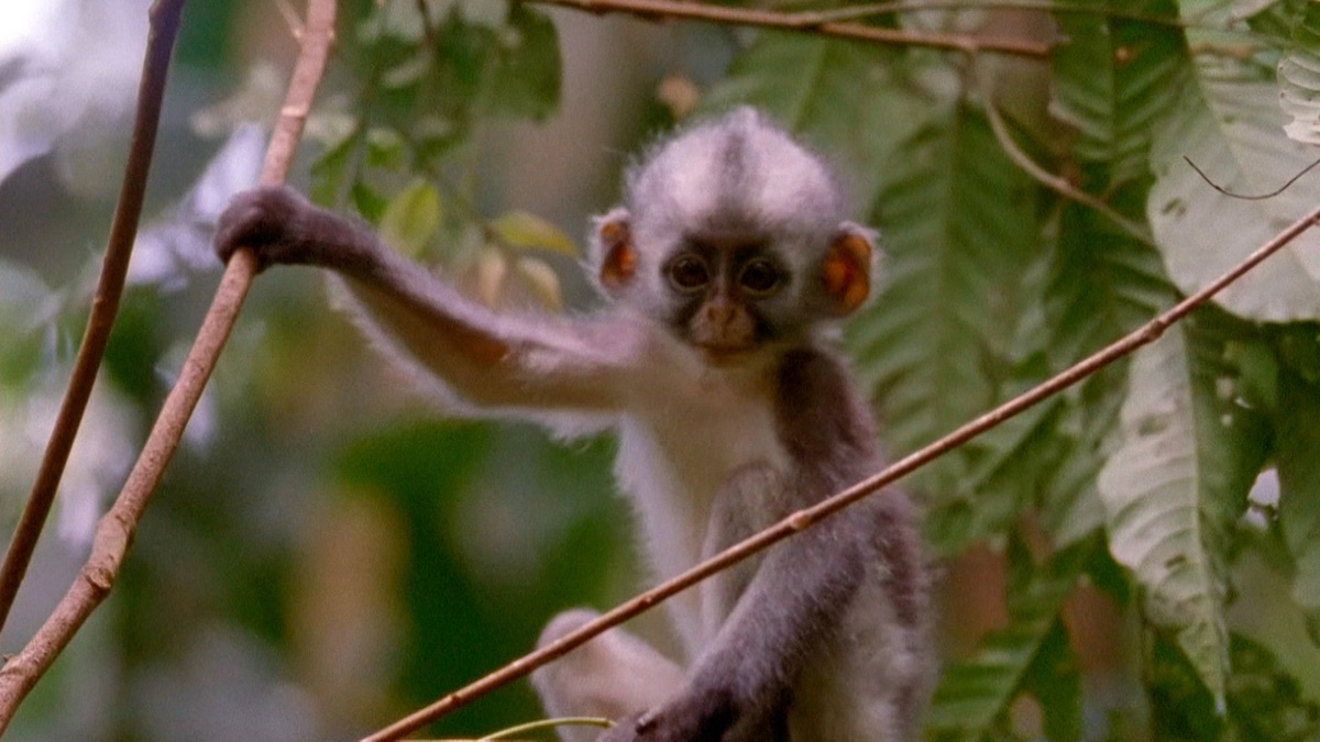 Baby Animals From Southeast Asia - Baby Animals In The Wild (Series 3 ...