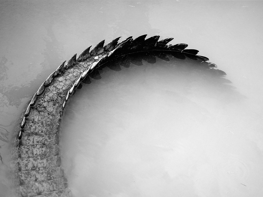 Gator Boys - Apple TV (CA)