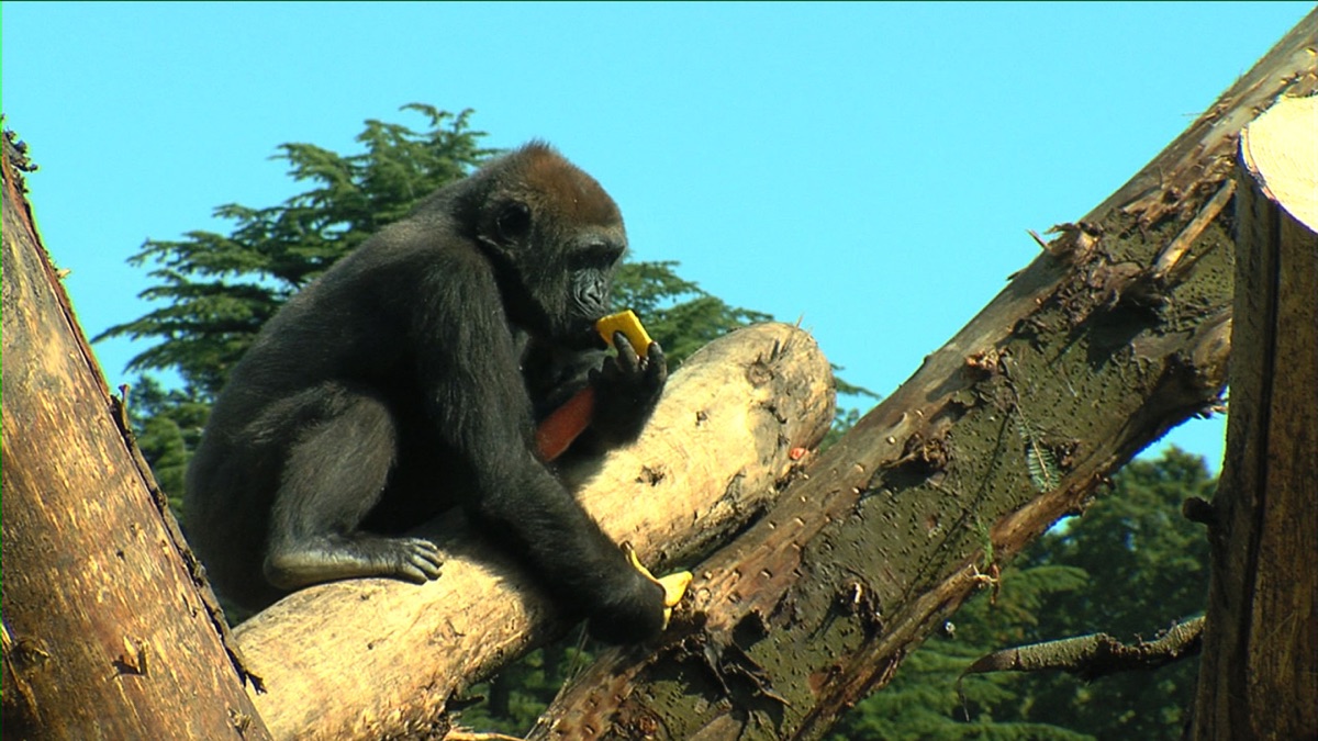 ‎The Zoo – The Zoo (Season 1, Episode 6) - Apple TV (AU)