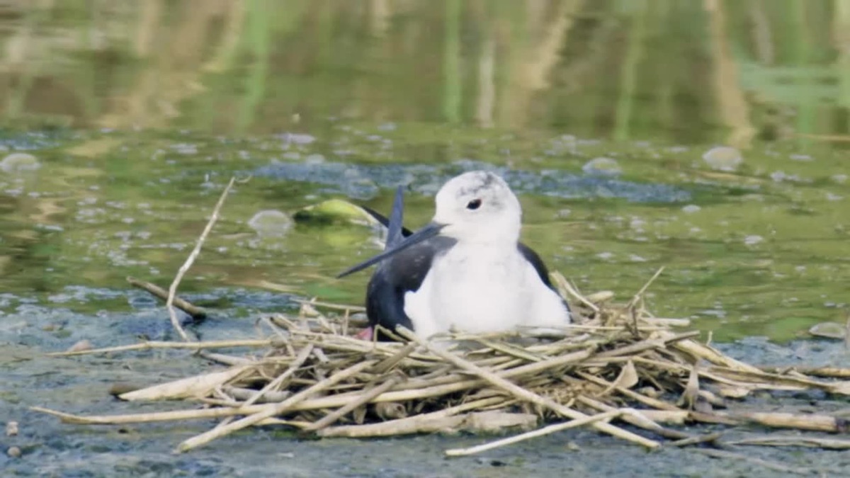 Animals Fun - My Animal Friends With Robi (Season 1, Episode 2) - Apple TV