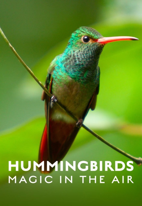 ‎Hummingbirds: Magic in the Air - Apple TV