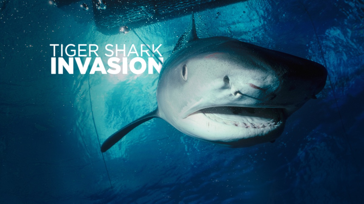 ‎Tiger Shark Invasion - Apple TV