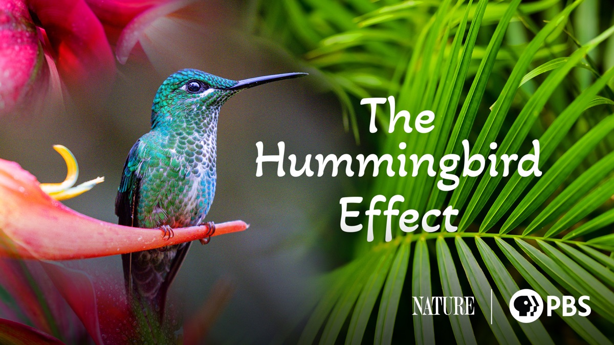 The Hummingbird Effect - Apple TV