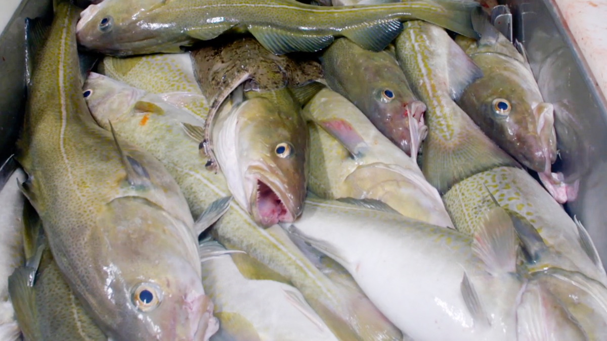 Sweet Victory - Ice Cold Catch (Season 1, Episode 16) - Apple TV