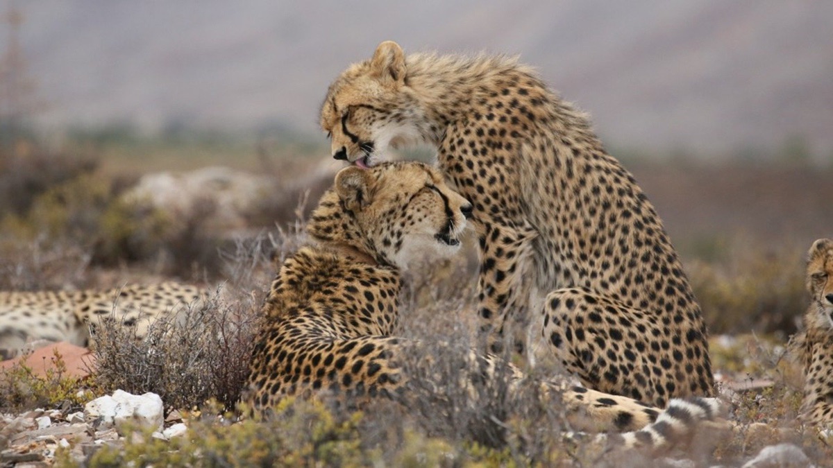 Animal Mums - Apple TV (DE)