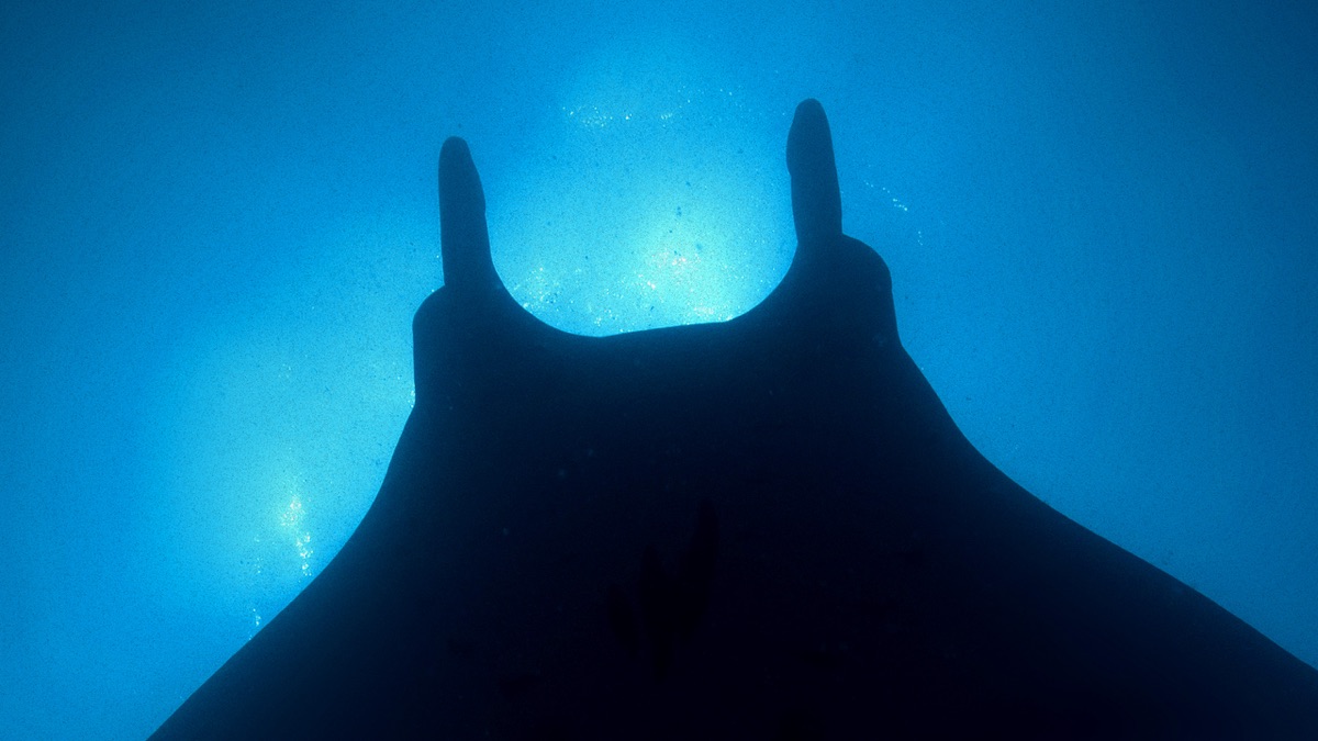 ‎Blue Planet - Apple TV