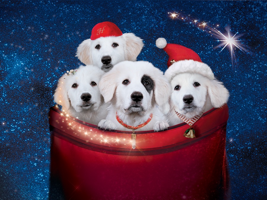 Santa Paws 2: The Santa Pups - Apple TV (BG)