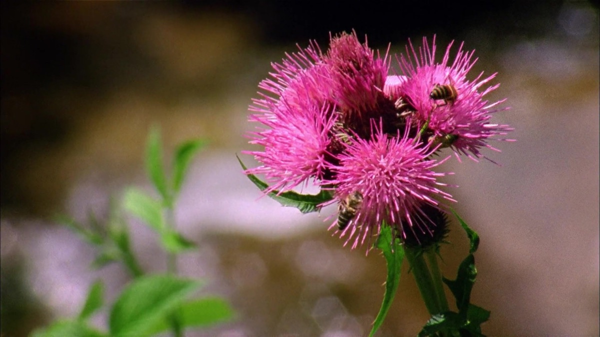 Part 1: From the Alps to Tuscany - Wild Italy (Series 1, Episode 1 ...