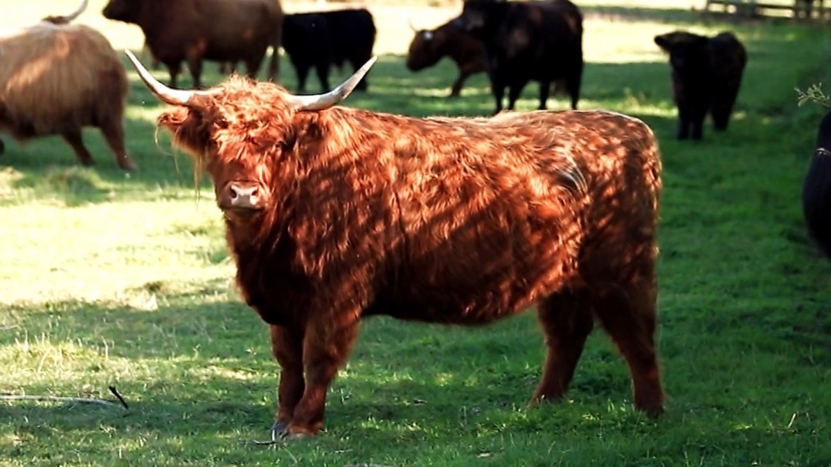 ‎Beef Cattle – The Farmers' Country Showdown (Season 1, Episode 4 ...