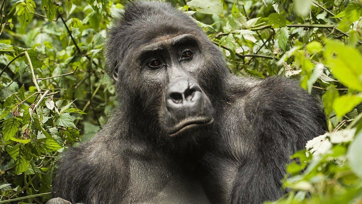 Repairing Our Planet: Protect and Restore Nature - The Earthshot Prize ...