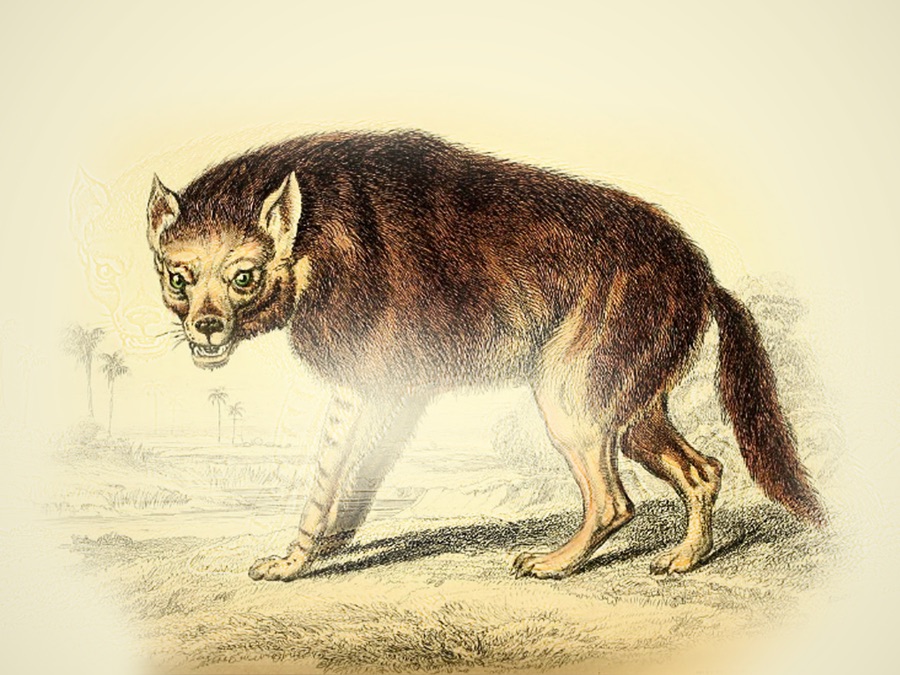 Strandwolf: Disappearing Brown Hyena - Apple TV