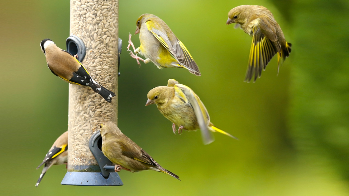 【Picture Bird: Birds Identifier】-App Store下载分析-点点数据