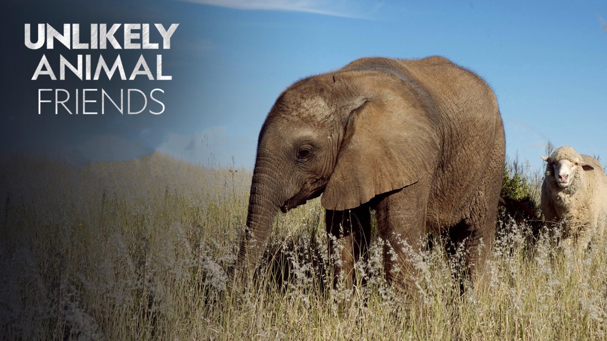 ‎Unlikely Animal Friends - Apple TV