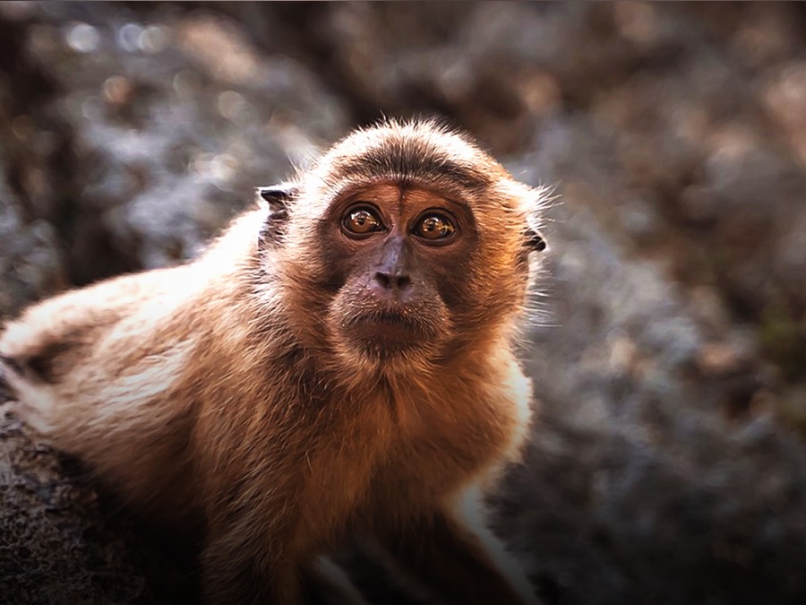 Monkey REvolution - Apple TV (AU)