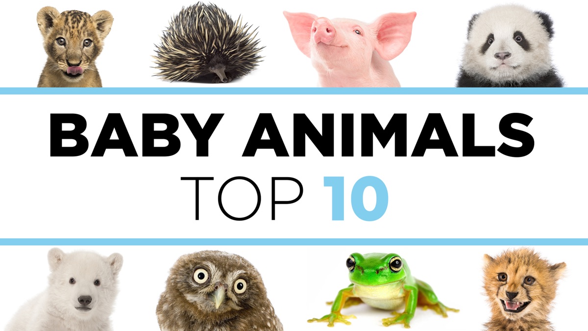 ‎Baby Animals: The Top 10 - Apple TV