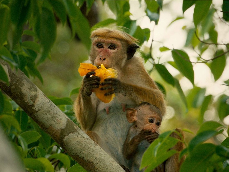 Disneynature: Monkey Kingdom - Apple TV