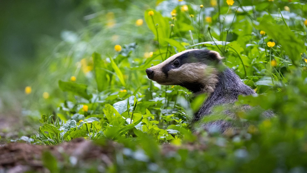 Episode 2 - Springwatch (Series 2024, Episode 2) - Apple TV (UK)