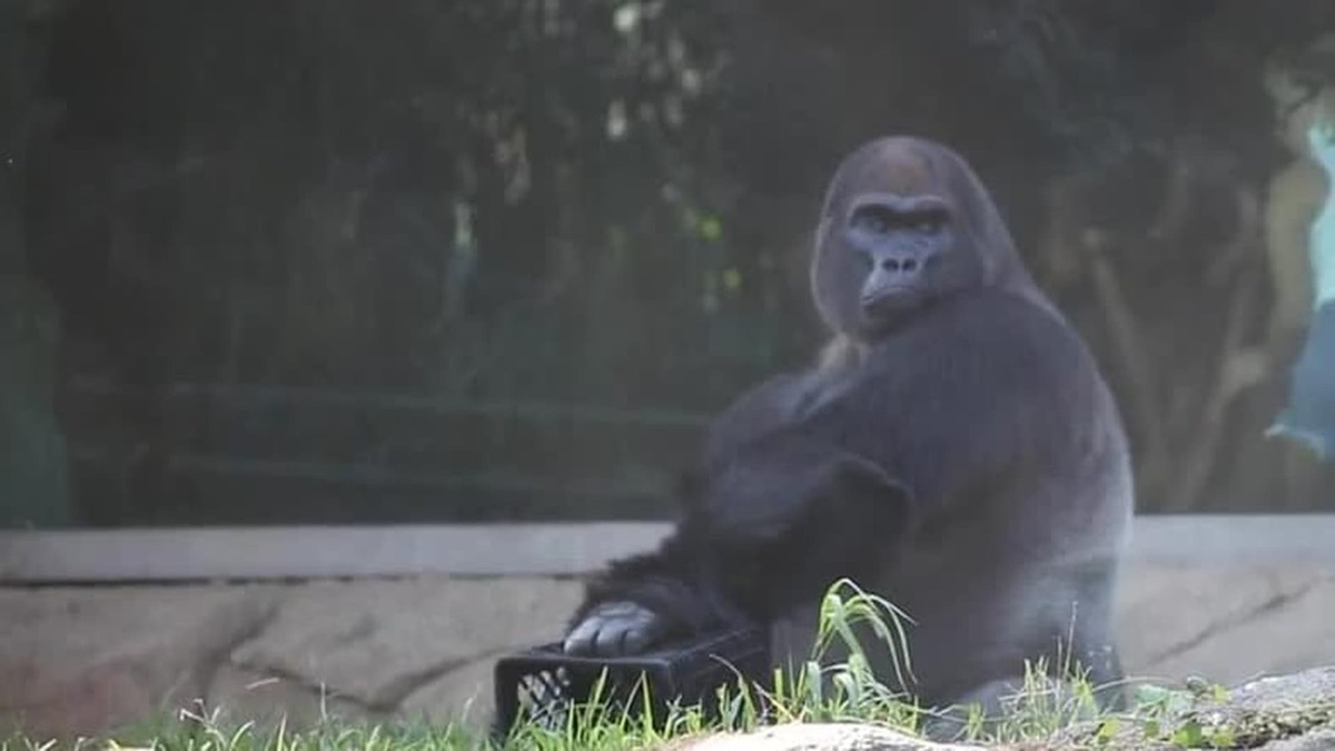 Harambe - Apple TV