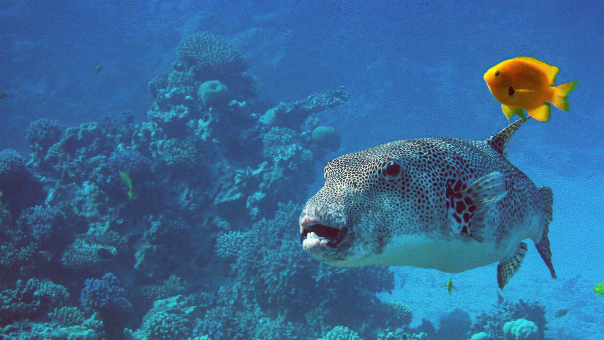 Amazing Ocean - Apple TV