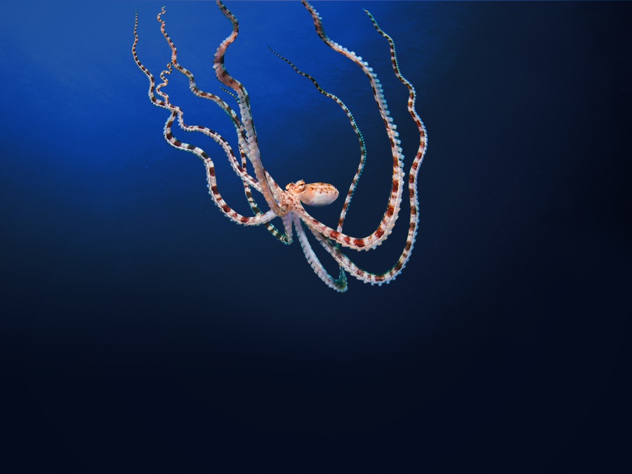 Secrets of the Octopus - Apple TV (BR)