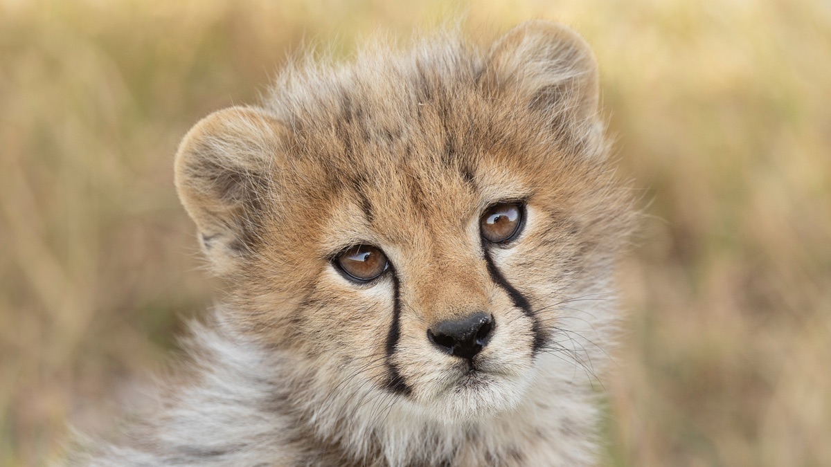 Cheetah - Predator v Prey (Season 1, Episode 2) - Apple TV