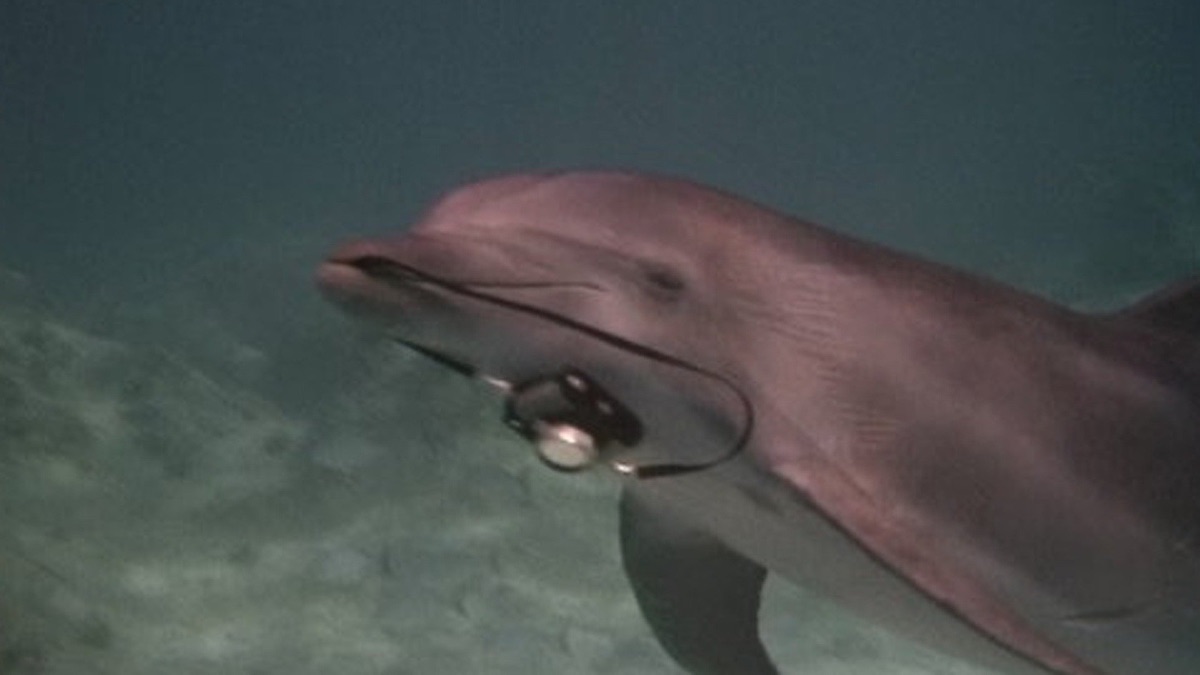 Flipper And The Seal - Flipper (Season 3, Episode 17) - Apple TV