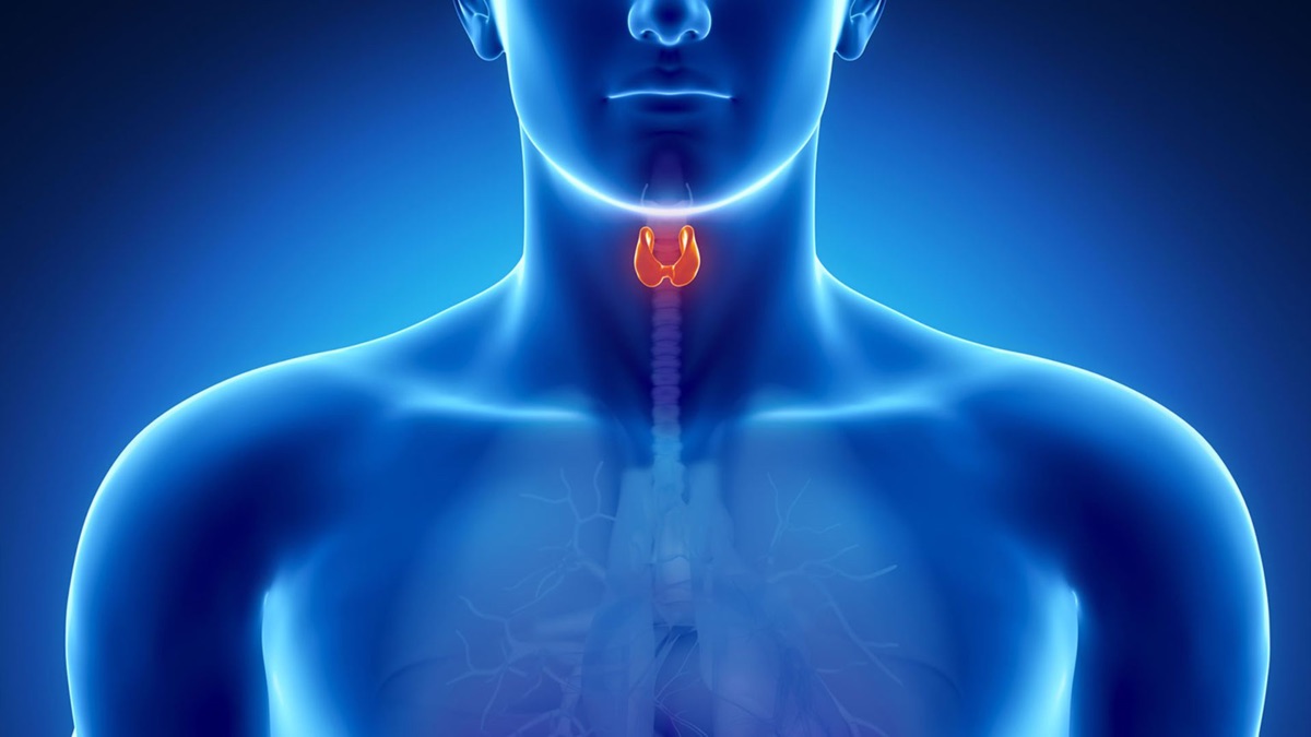 Endocrine System—Thyroid and Parathyroid Glands - Understanding the ...