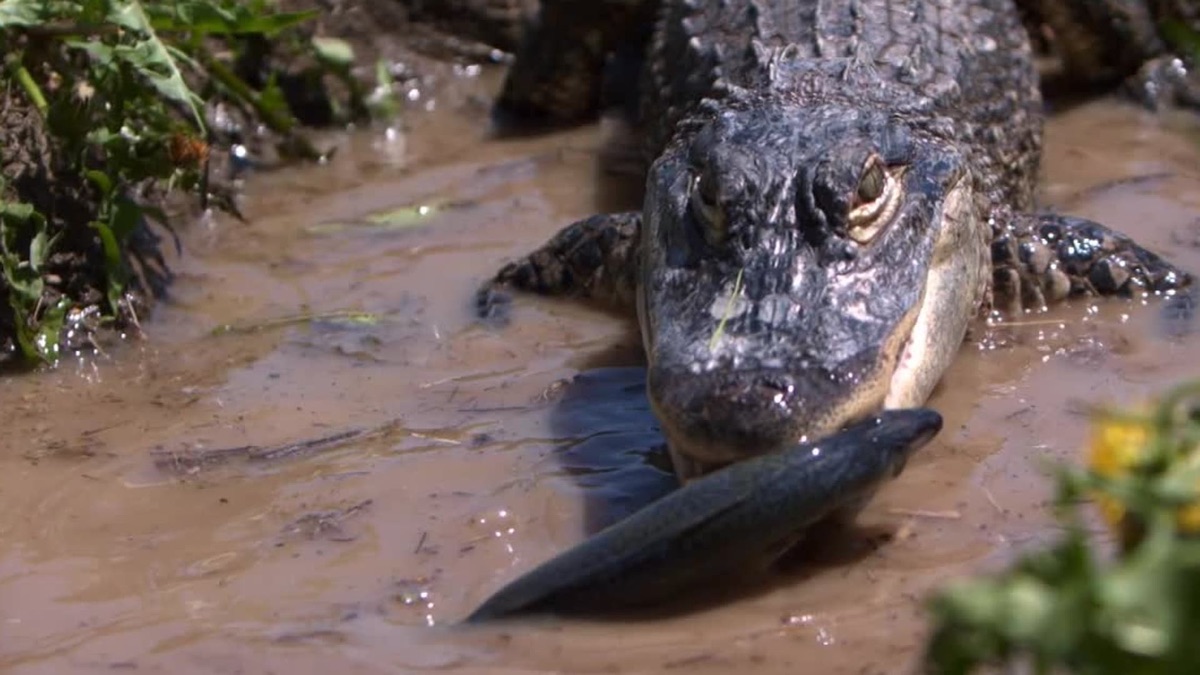Key West: The Hemingway's Island - Apple TV
