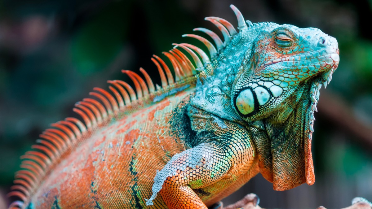 Espèces en voie d'adaptation - Apple TV (FR)