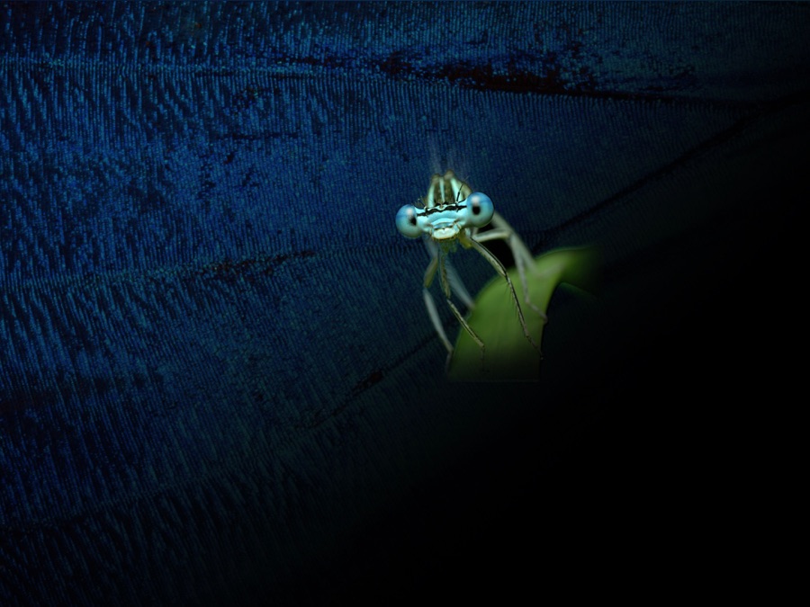 Planet Insect - Apple TV (PT)