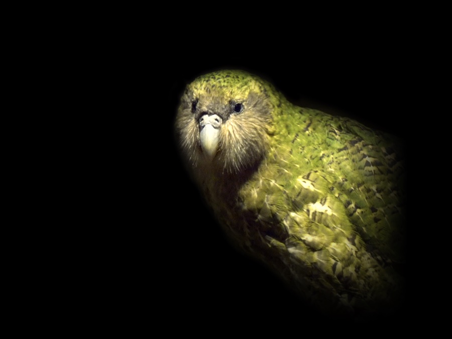 PHOTO ARK - Apple TV
