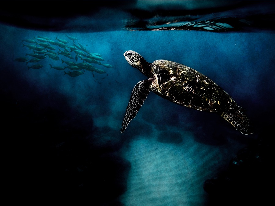 Surviving the Lagoon - Apple TV