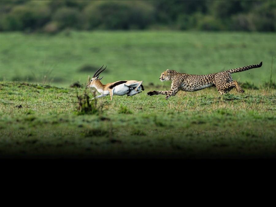 Predator v Prey - Apple TV